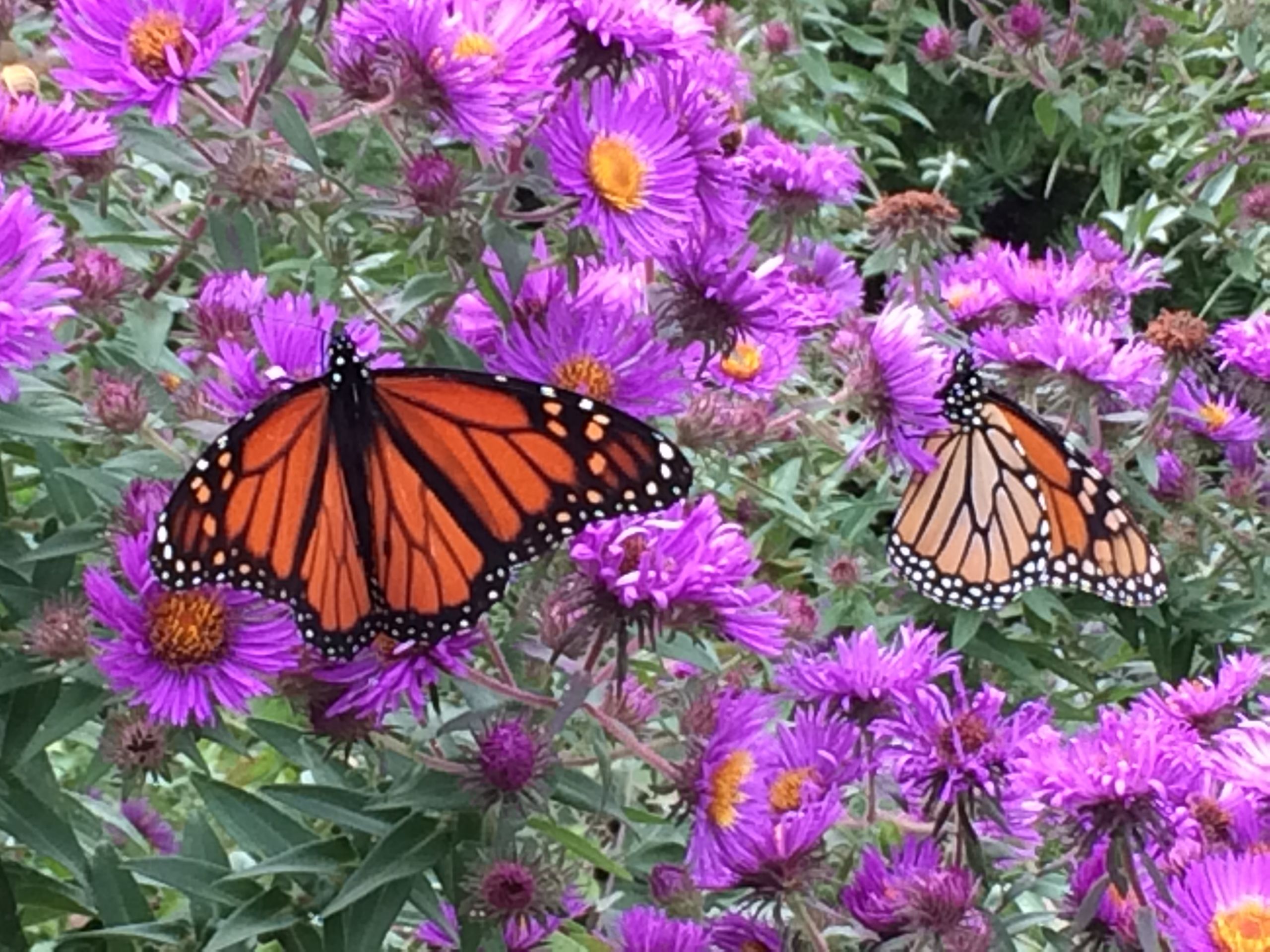 Hiding in Plain Sight: Connecting With Nature in Your City | Blog ...