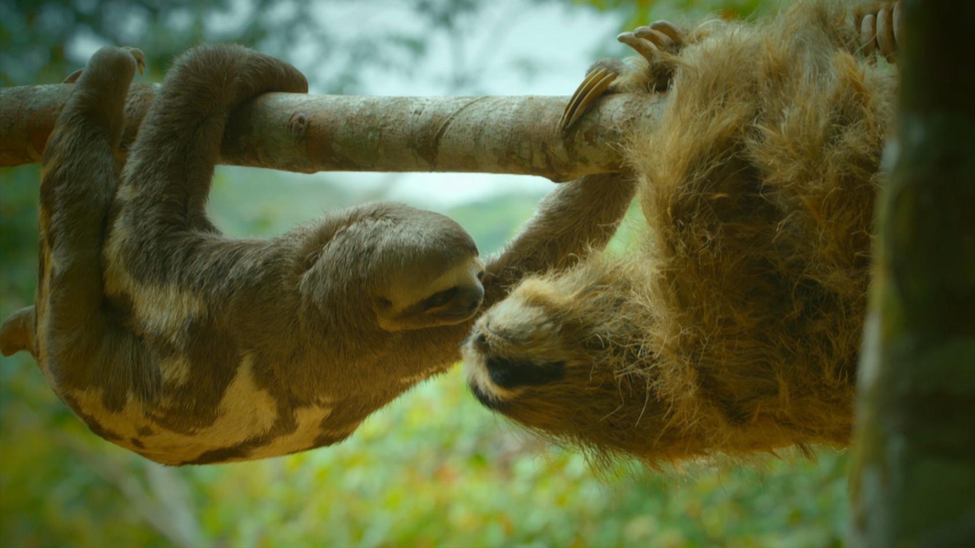 Spy in the Wild 2 - Episode One | Spy Sloth has an Admirer | Nature | PBS