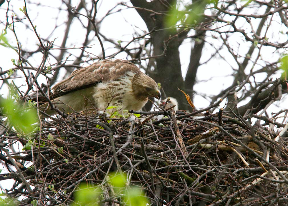 Hiding in Plain Sight: Connecting With Nature in Your City | Blog ...