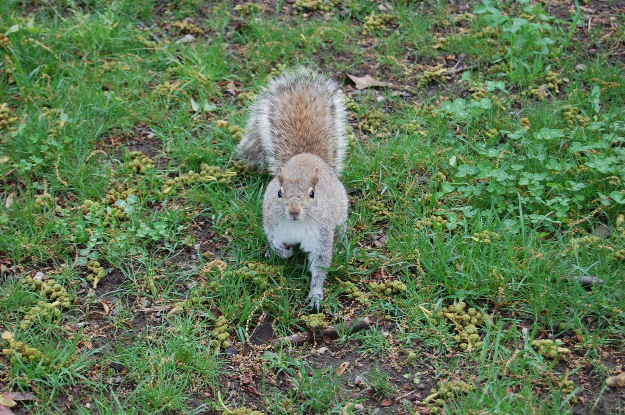 Ecology in the Time of Pandemic | Blog | Nature | PBS