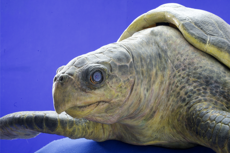 Spy in the Wild 2 | How 'Spy in The Wild' Creatures Are Created | Blog ...