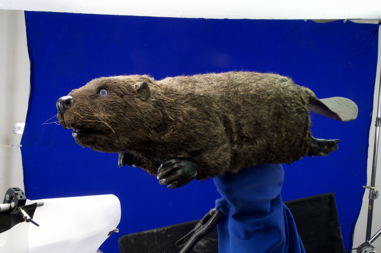 Spy in the Wild 2 | How 'Spy in The Wild' Creatures Are Created | Blog ...