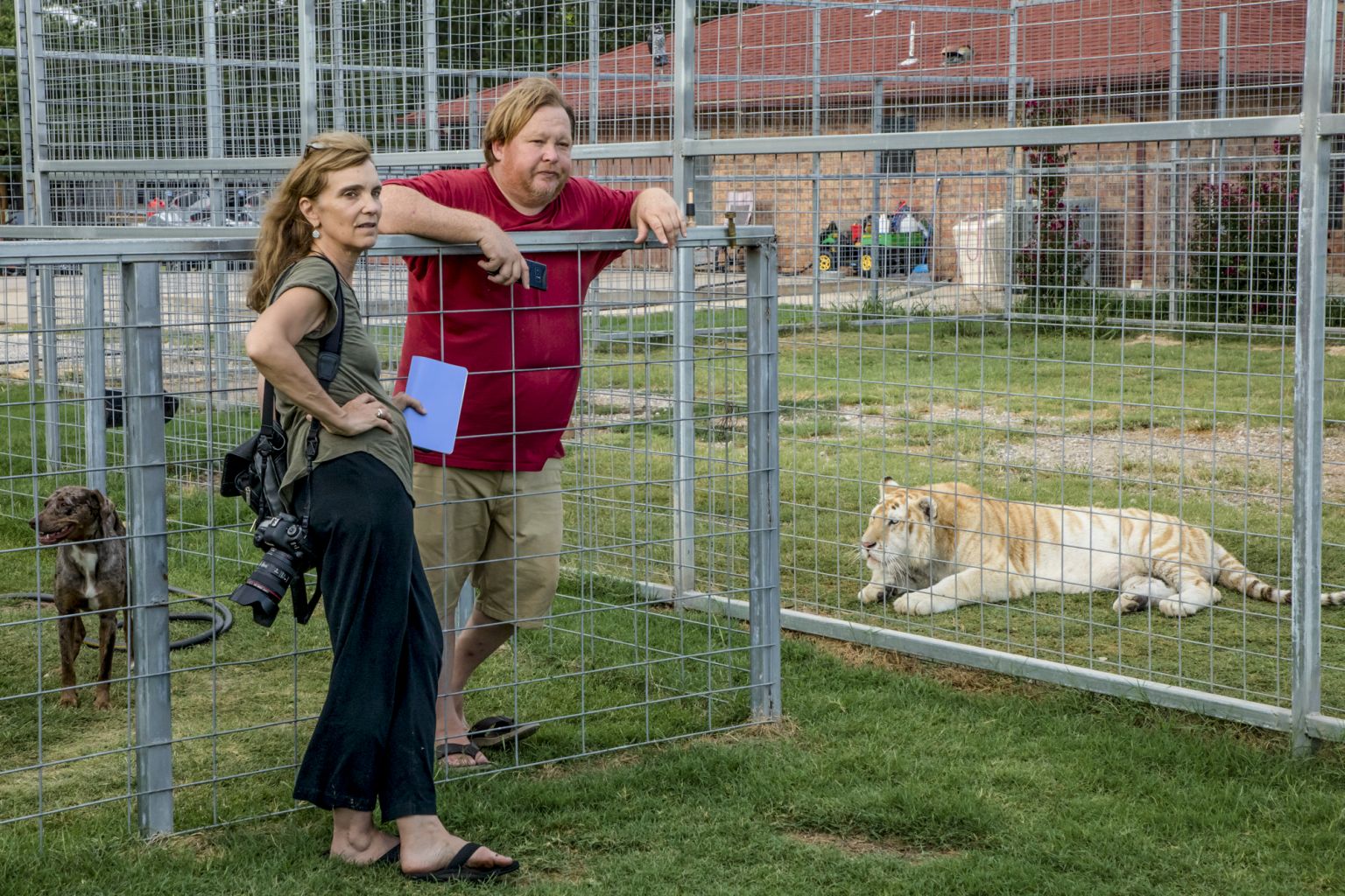 The Truth About "Tiger King" And Cats in Captivity | Blog | Nature | PBS