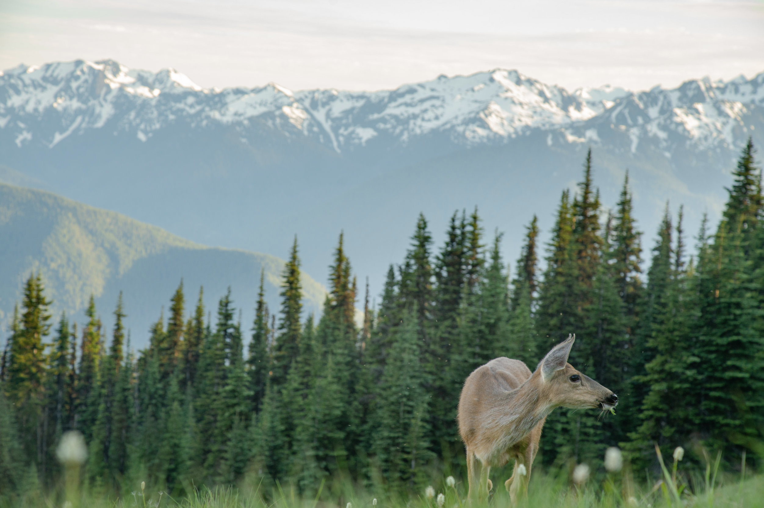 Experience Spring at Home | Blog | Nature | PBS