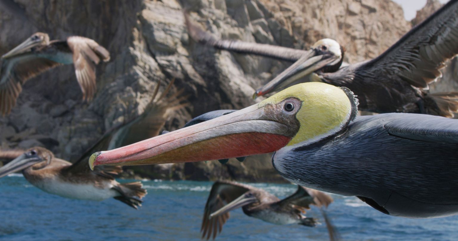 Spy in the Wild 2 | How 'Spy in The Wild' Creatures Are Created | Blog ...