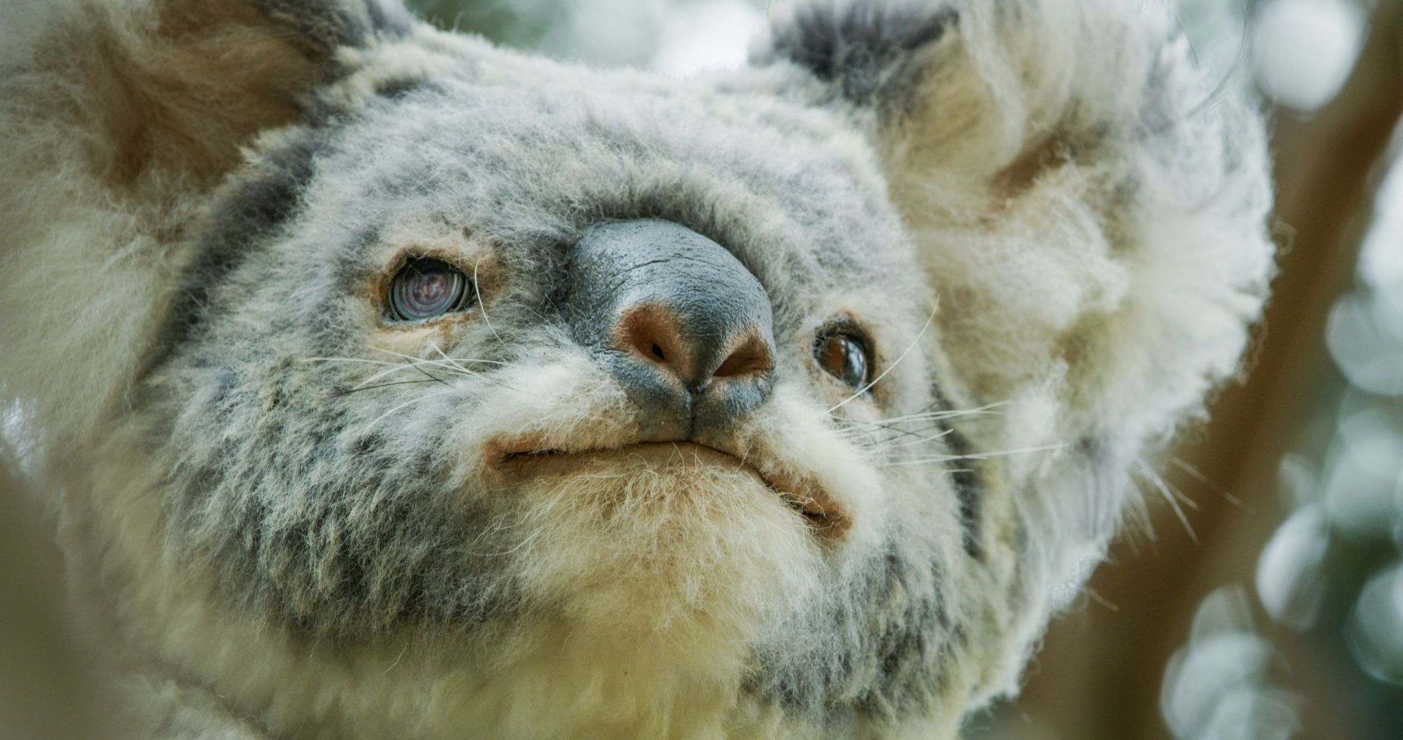 Spy in the Wild 2 | How 'Spy in The Wild' Creatures Are Created | Blog ...