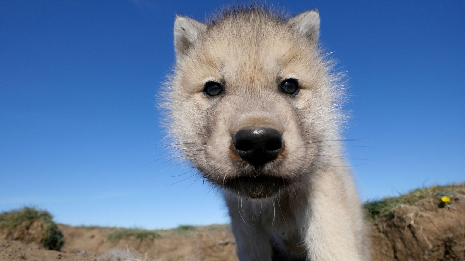 Spy in the Wild 2 | Best Moments of 'Spy in the Wild 2' | Blog | Nature ...