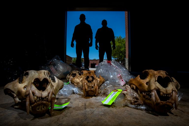 The Truth About "Tiger King" And Cats in Captivity | Blog | Nature | PBS