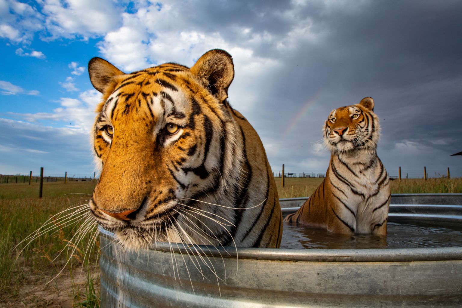 The Truth About "Tiger King" And Cats in Captivity | Blog | Nature | PBS