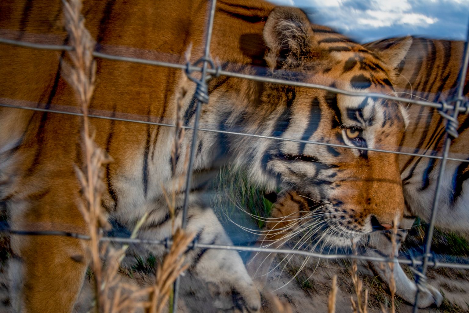 The Truth About "Tiger King" And Cats in Captivity | Blog | Nature | PBS