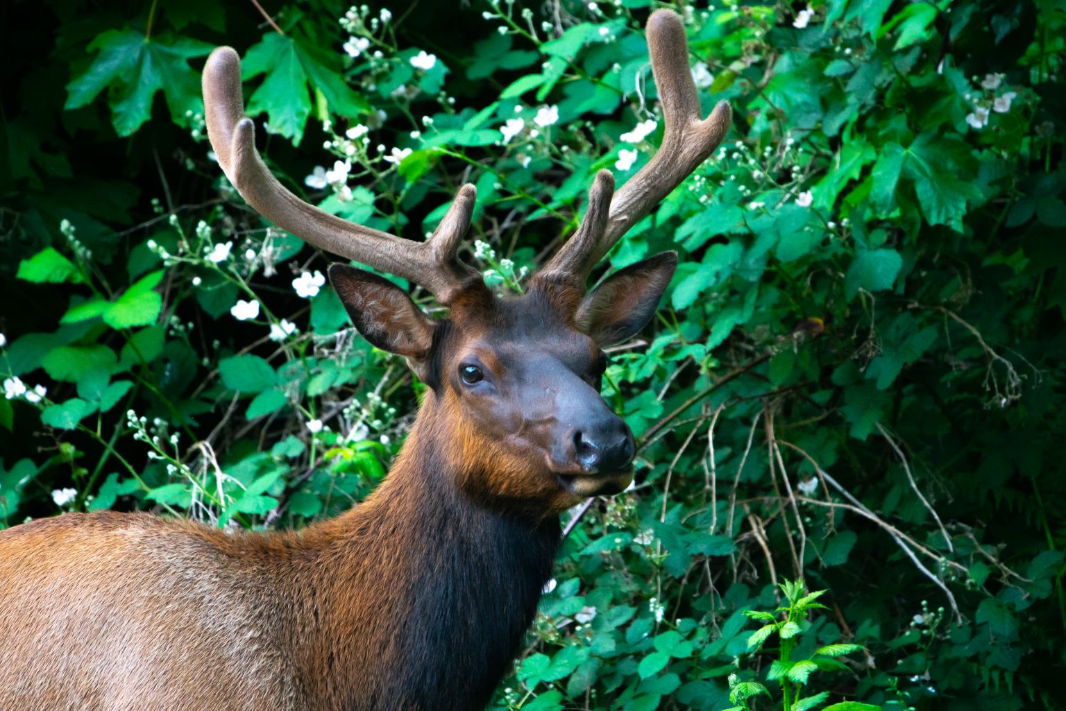 Experience Spring at Home | Blog | Nature | PBS