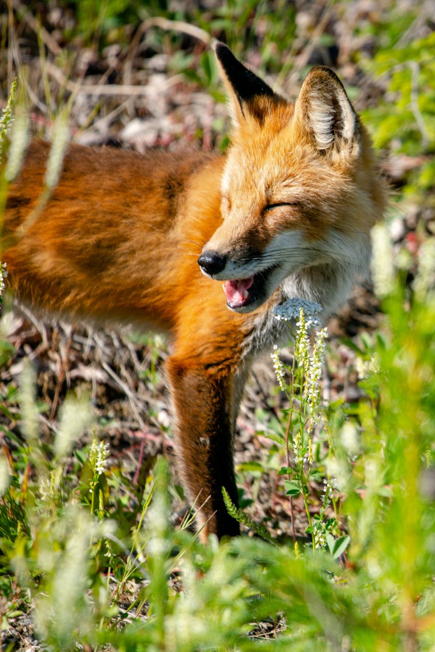 Experience Spring at Home | Blog | Nature | PBS