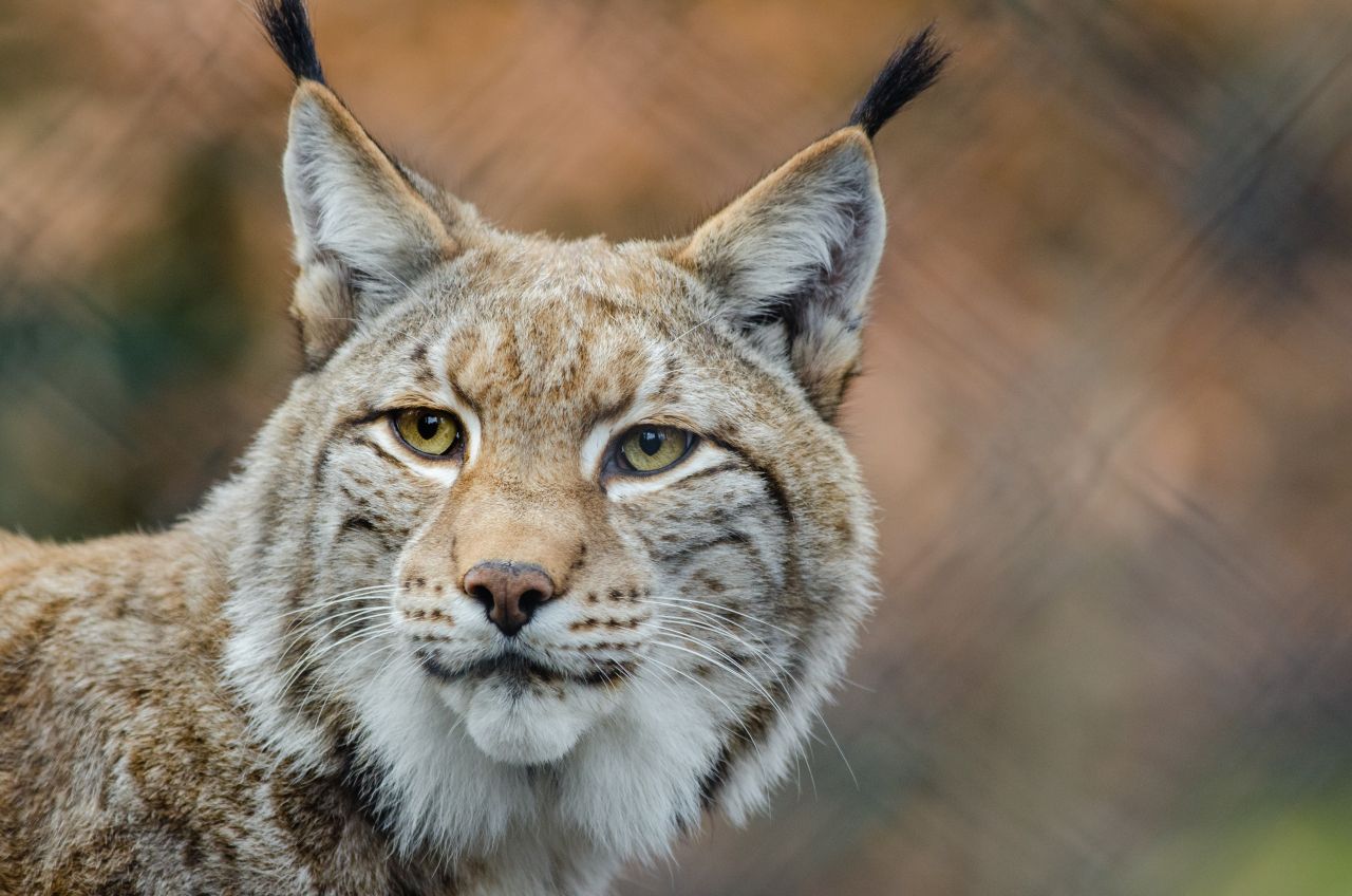 Lynx Fact Sheet | Blog | Nature | PBS