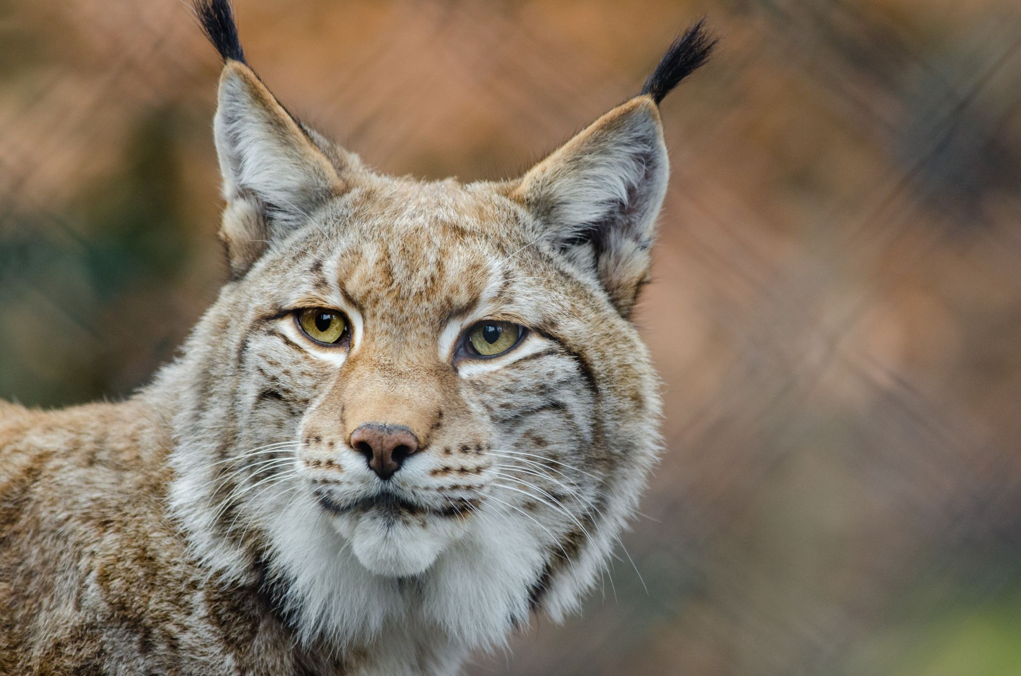 Lynx Fact Sheet | Blog | Nature | PBS