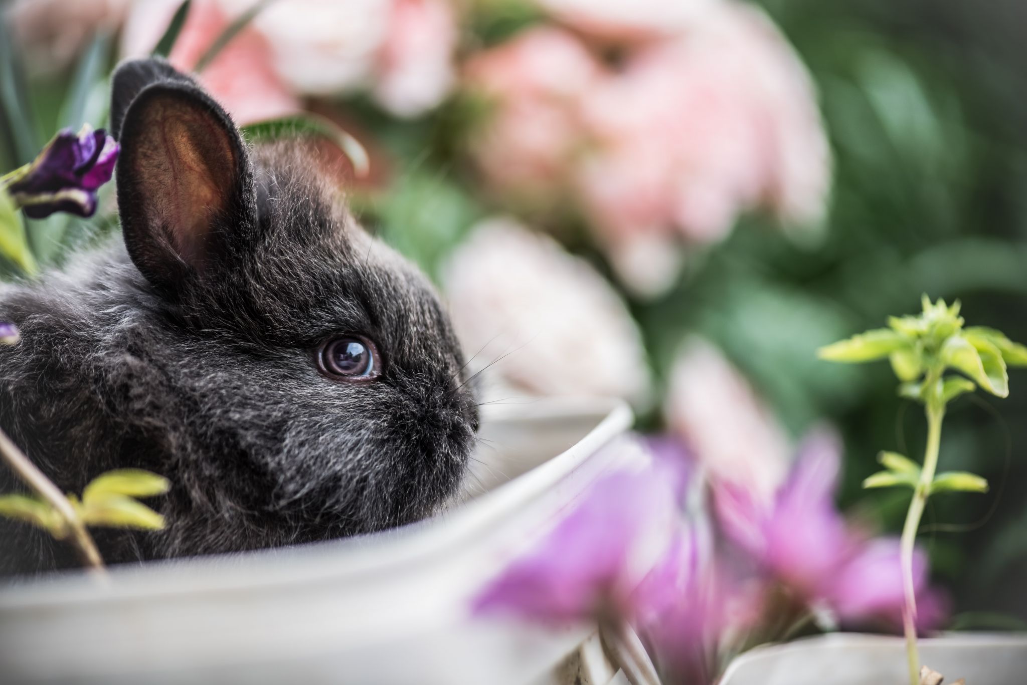 Domestic Rabbit Rescue Q&A with House Rabbit Network | Blog | Nature | PBS