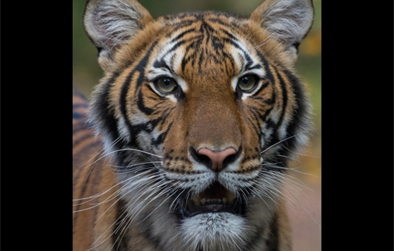 Tiger Tests Positive for COVID-19 | Blog | Nature | PBS