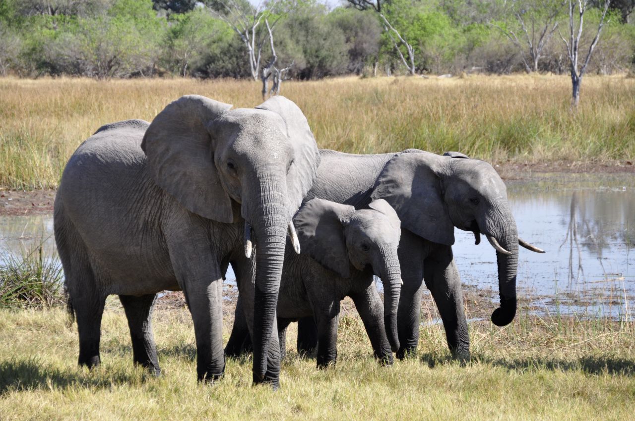 Elephant Fact Sheet | Blog | Nature | PBS