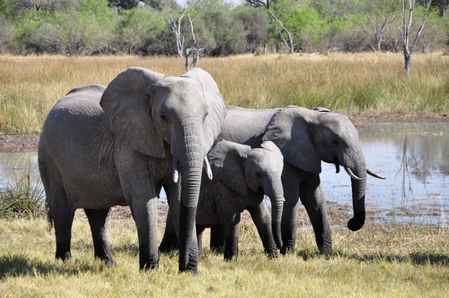 Elephant Fact Sheet | Blog | Nature | PBS