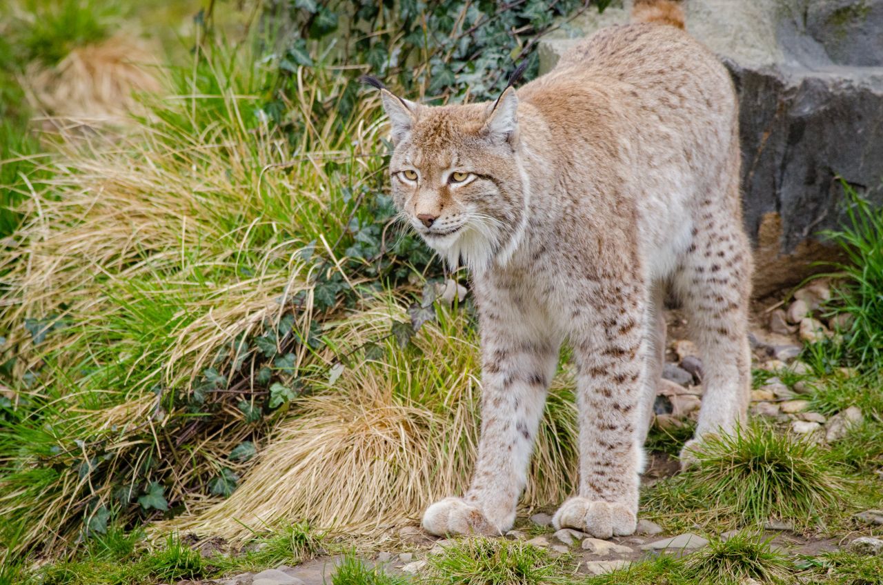 Lynx Fact Sheet | Blog | Nature | PBS