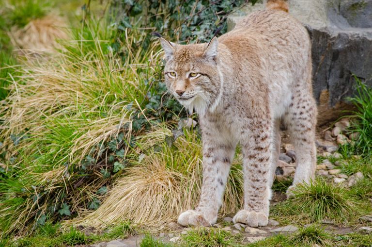 Lynx Fact Sheet | Blog | Nature | PBS