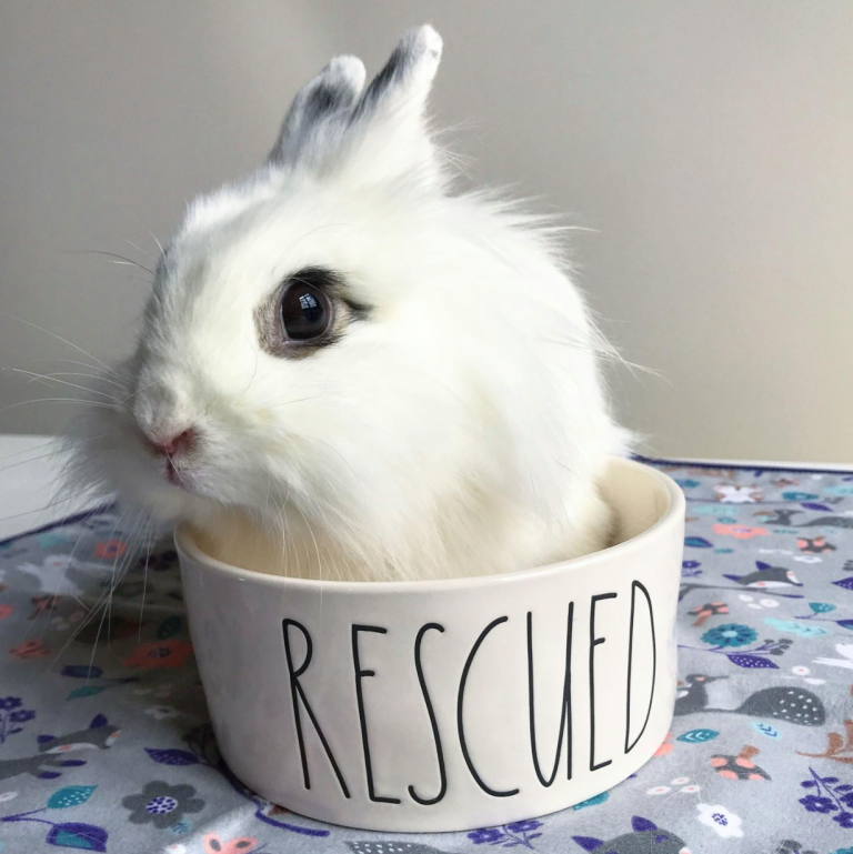 Domestic Rabbit Rescue Q&A with House Rabbit Network | Blog | Nature | PBS