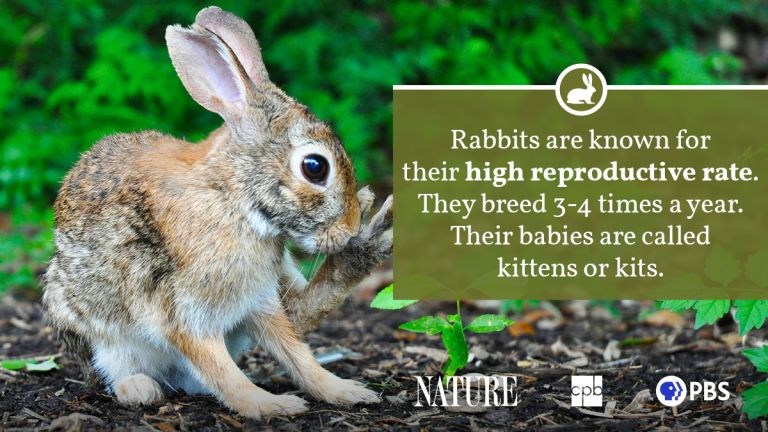Rabbit Fact Sheet | Blog | Nature | PBS