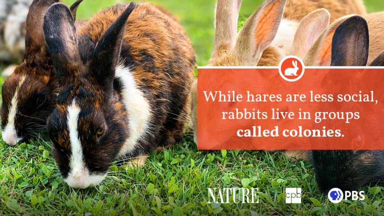 Rabbit Fact Sheet | Blog | Nature | PBS