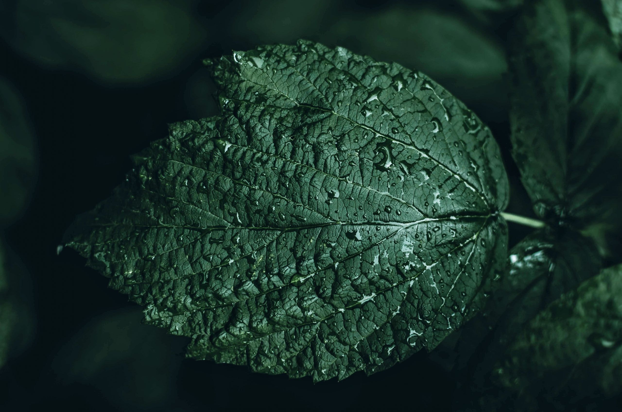 What Nature Can Teach Us About Resiliency | Blog | Nature | PBS