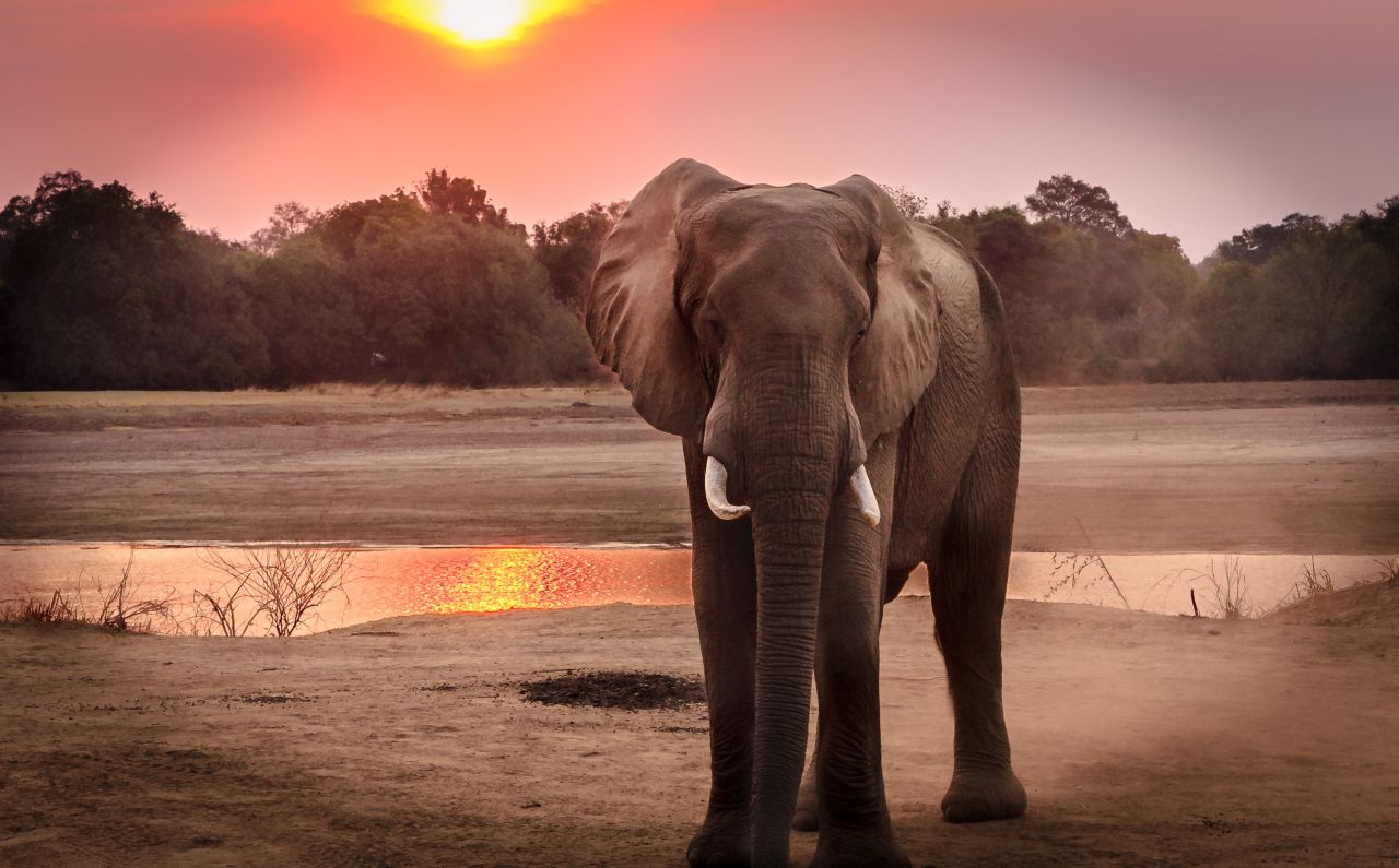 Elephant Fact Sheet | Blog | Nature | PBS