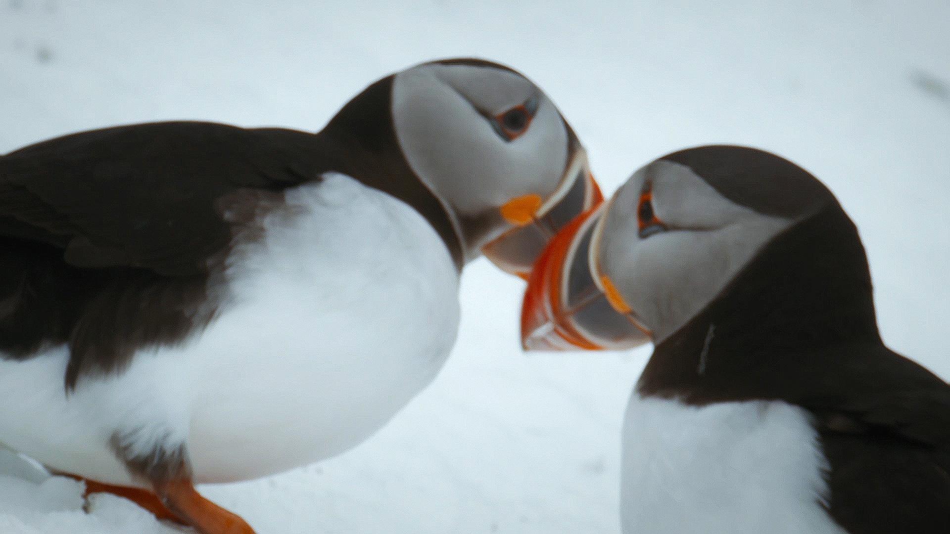 Spy in the Wild 2 - Episode Four | Puffins Reunite with Their Lifelong ...