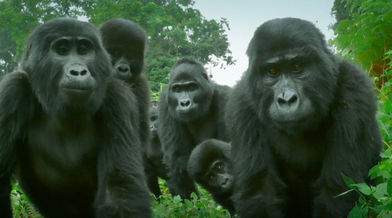 Spying for Science: How "Spy in the Wild" is Influencing The Way ...