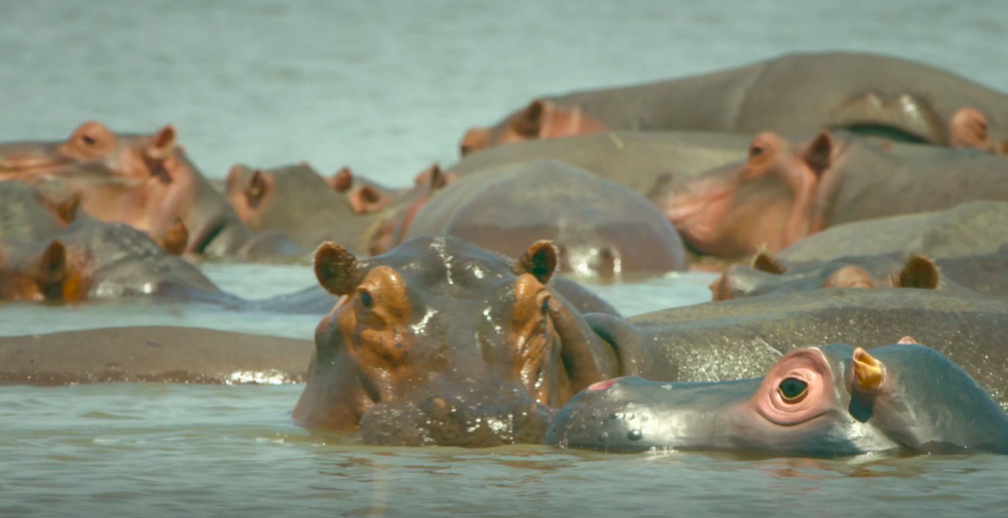 Spying for Science: How "Spy in the Wild" is Influencing The Way ...