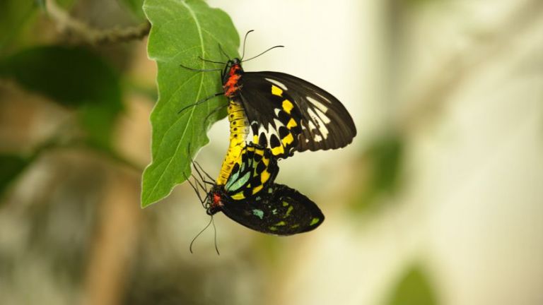 New Research Reveals New Origins for Butterflies | Blog | Nature | PBS