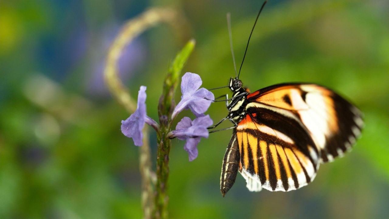 New Research Reveals New Origins for Butterflies | Blog | Nature | PBS