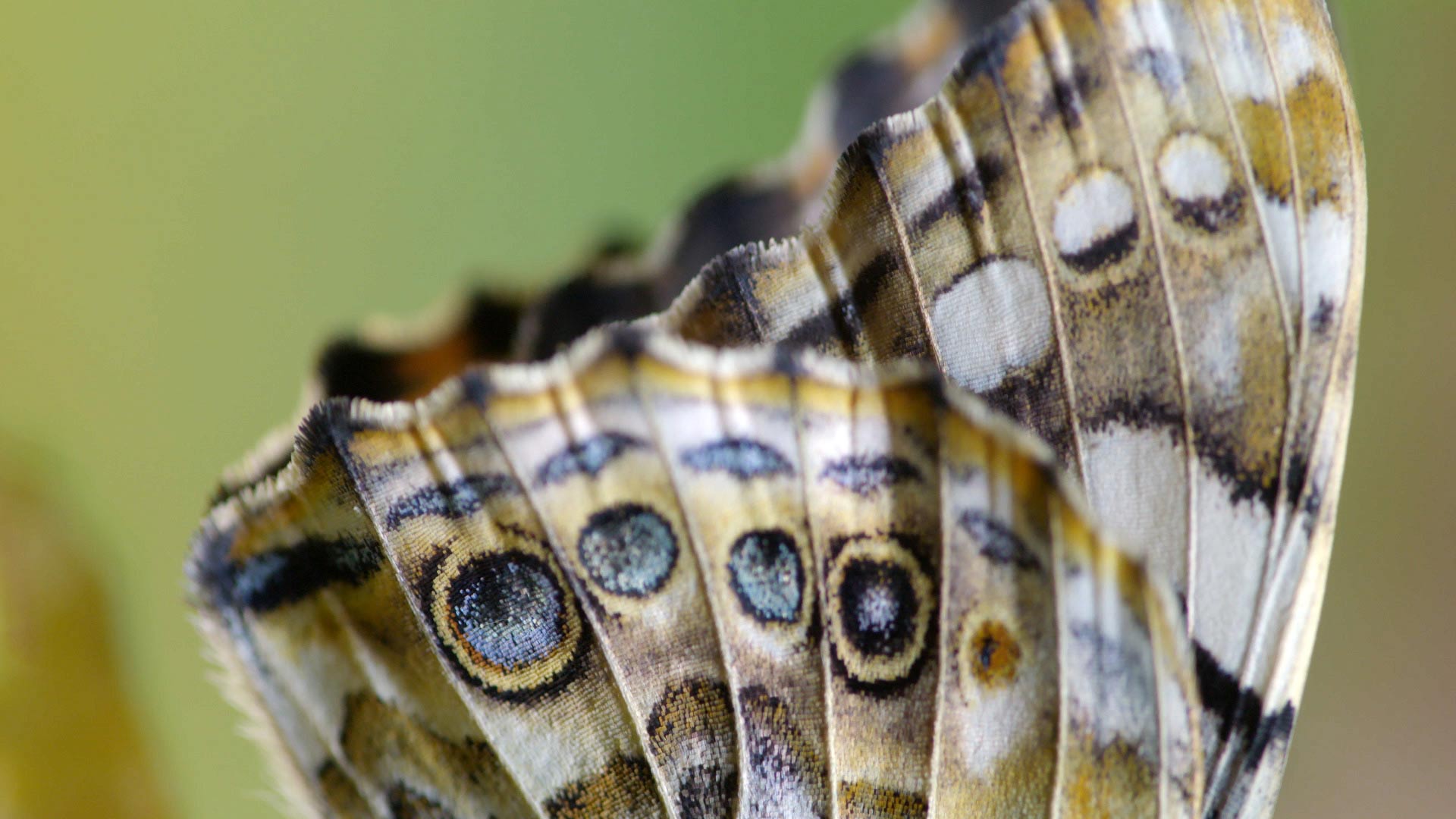 New Research Reveals New Origins for Butterflies | Blog | Nature | PBS