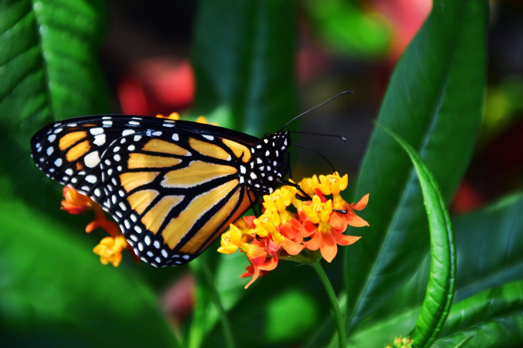 Monarch Butterfly Fact Sheet | Blog | Nature | PBS