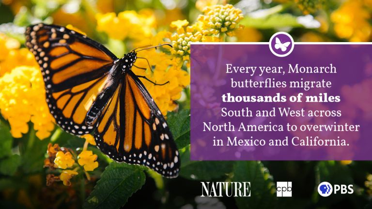 Monarch Butterfly Fact Sheet | Blog | Nature | PBS