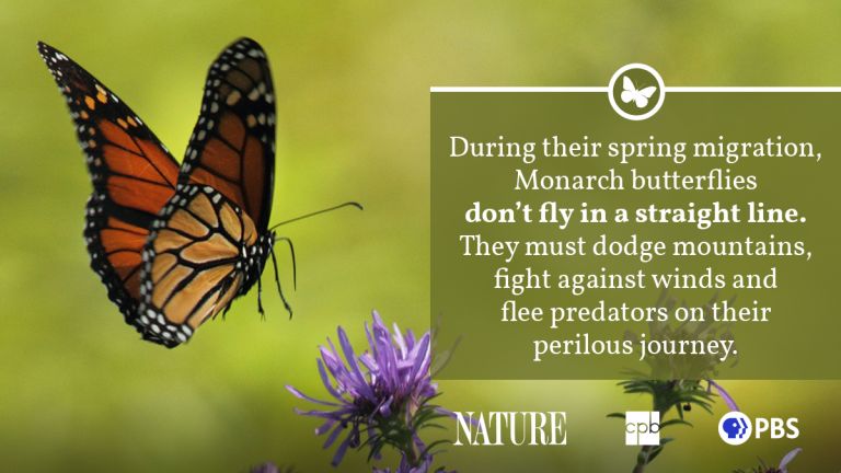 Monarch Butterfly Fact Sheet | Blog | Nature | PBS