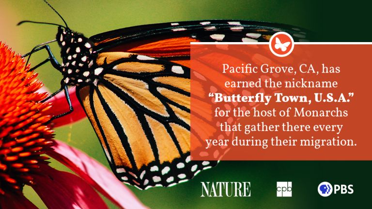 Monarch Butterfly Fact Sheet | Blog | Nature | PBS