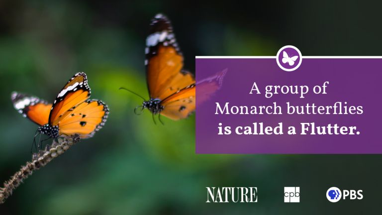 Monarch Butterfly Fact Sheet | Blog | Nature | PBS