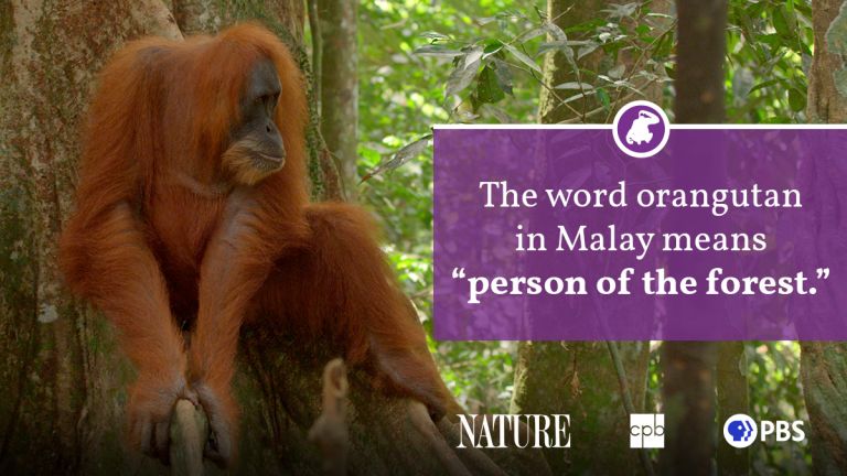 Orangutan Fact Sheet | Blog | Nature | PBS