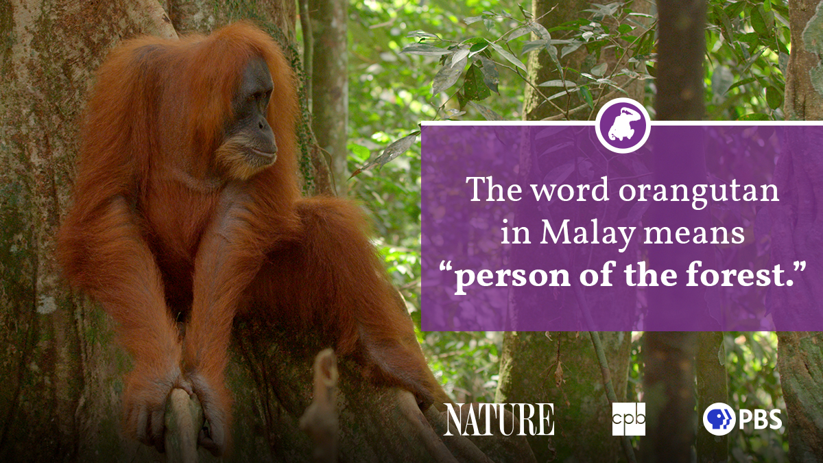 Orangutan Fact Sheet | Blog | Nature | PBS
