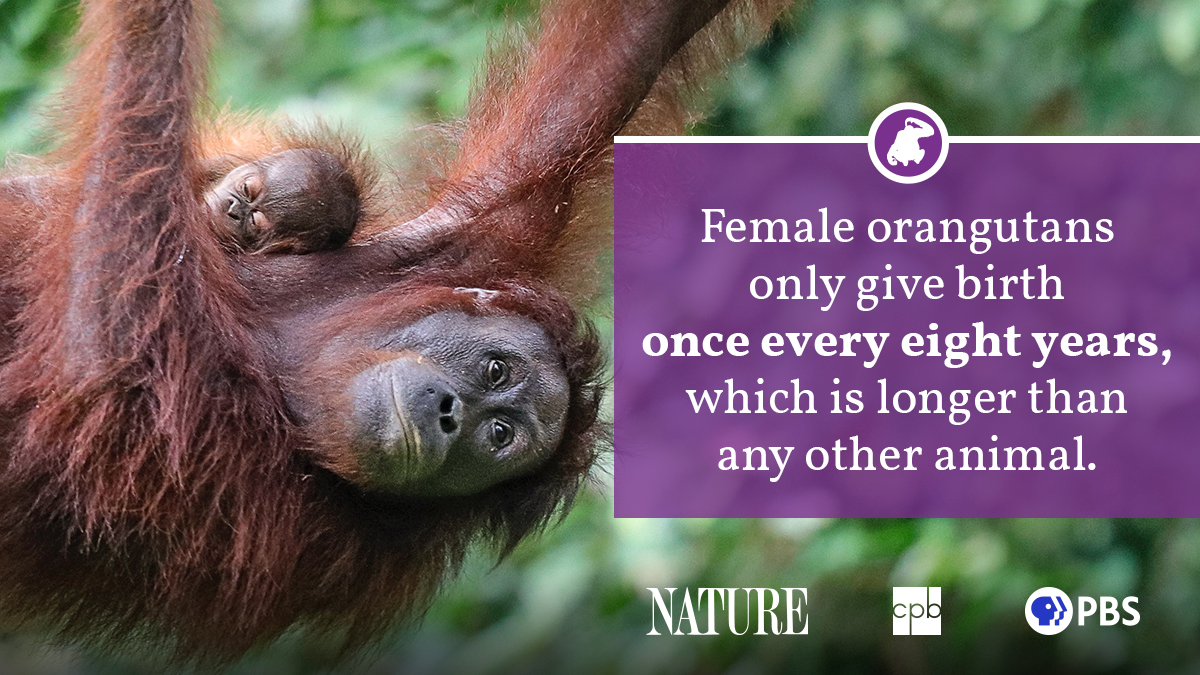 Orangutan Fact Sheet | Blog | Nature | PBS
