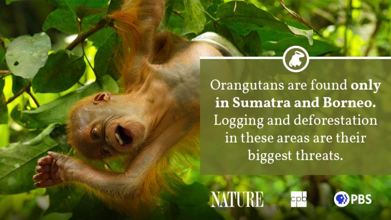 Orangutan Fact Sheet | Blog | Nature | PBS