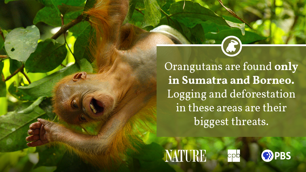 Oranki Fact Sheet | Blog | Nature | PBS | Mex Alex