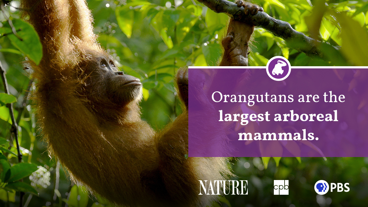 Orangutan Fact Sheet | Blog | Nature | PBS