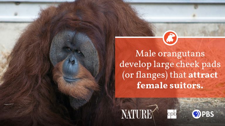 Orangutan Fact Sheet | Blog | Nature | PBS