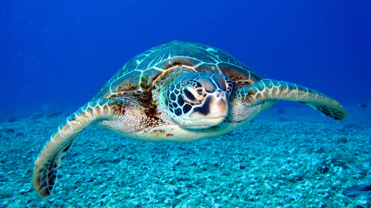 Sea Turtle Fact Sheet | Blog | Nature | PBS