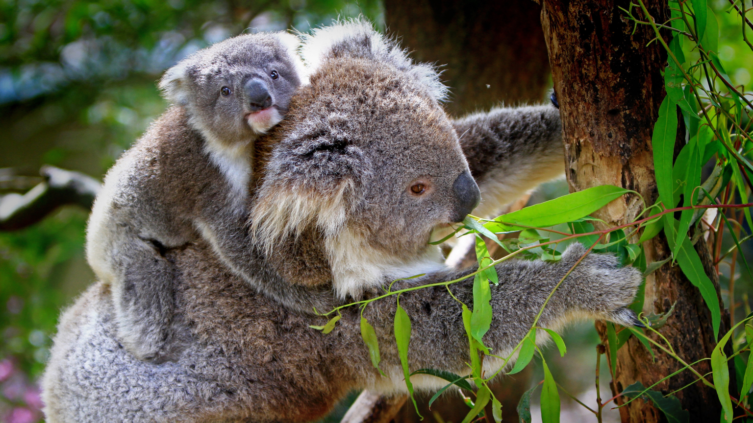 Koala Fact Sheet | Blog | Nature | PBS