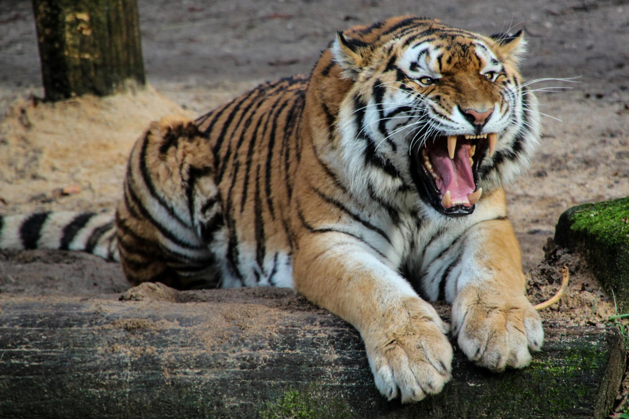 Tigre 101 | Tiger Fact Sheet (Spanish) | Blog | Nature | PBS